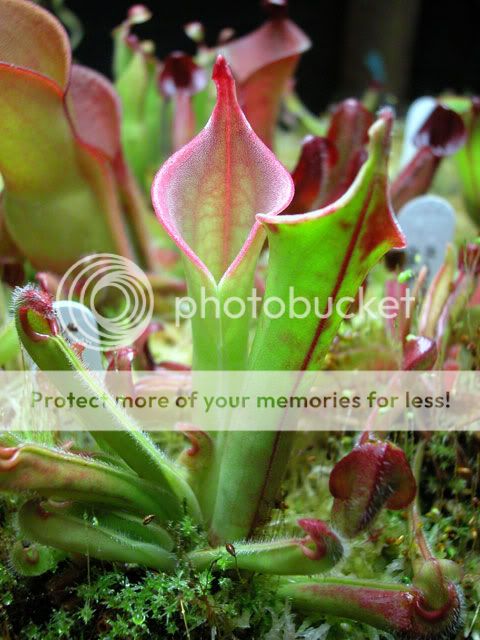 Heliamphora from seed . . . | TerraForums Venus Flytrap, Nepenthes, Drosera and more talk