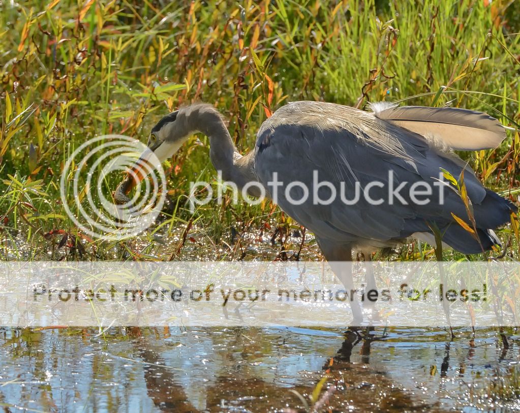 Fresh Catch - PentaxForums.com