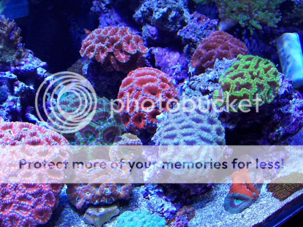 Acan Land - Reef Central Online Community
