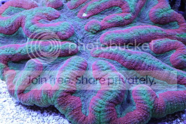 Symphyllia Recta or Radians??? - Reef Central Online Community