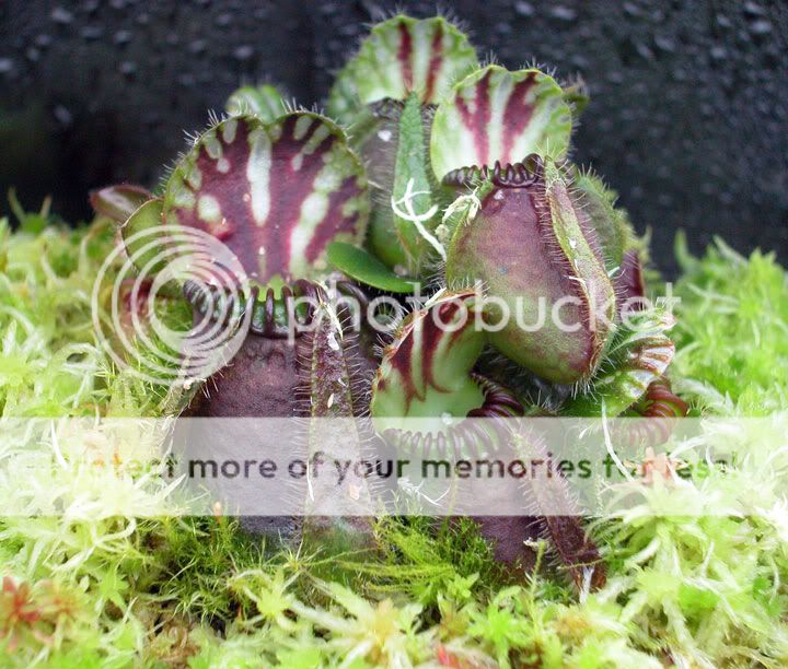 Late Fall Pitchers (Photo Laden) . . . | TerraForums Venus Flytrap ...