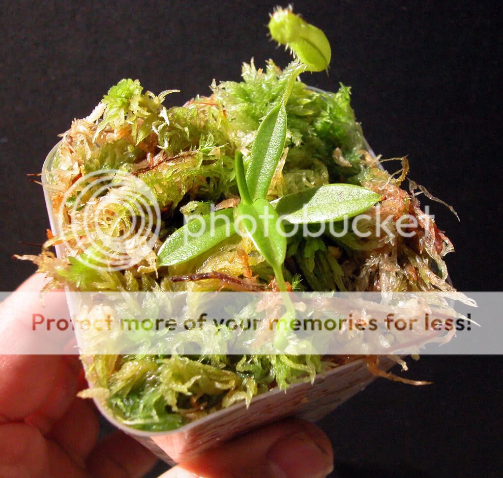 Nepenthes hamata seedling . . . - Nepenthes - Carnivorous Plants UK