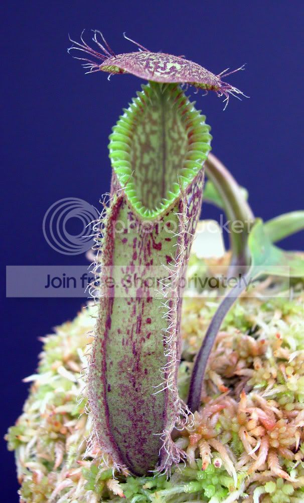 2011 Nepenthes hamata seedlings . . . - Nepenthes - Carnivorous Plants UK