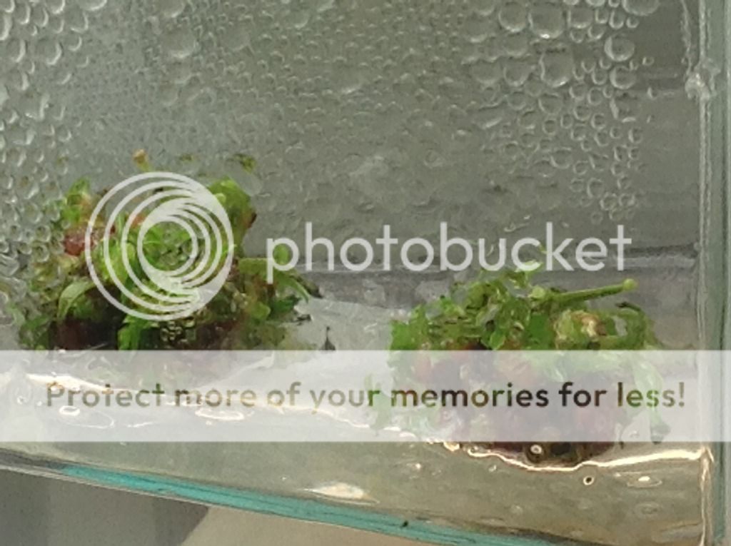 Nepenthes in vitro . . . - FlyTrapCare Forums