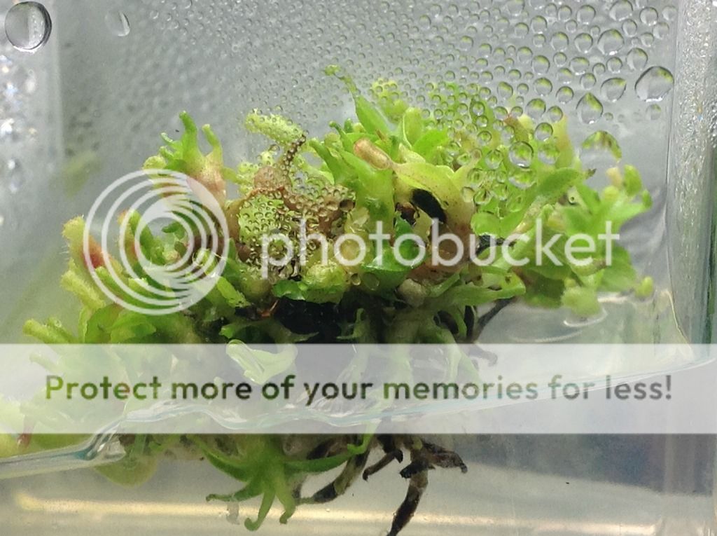 Nepenthes in vitro . . . - FlyTrapCare Forums